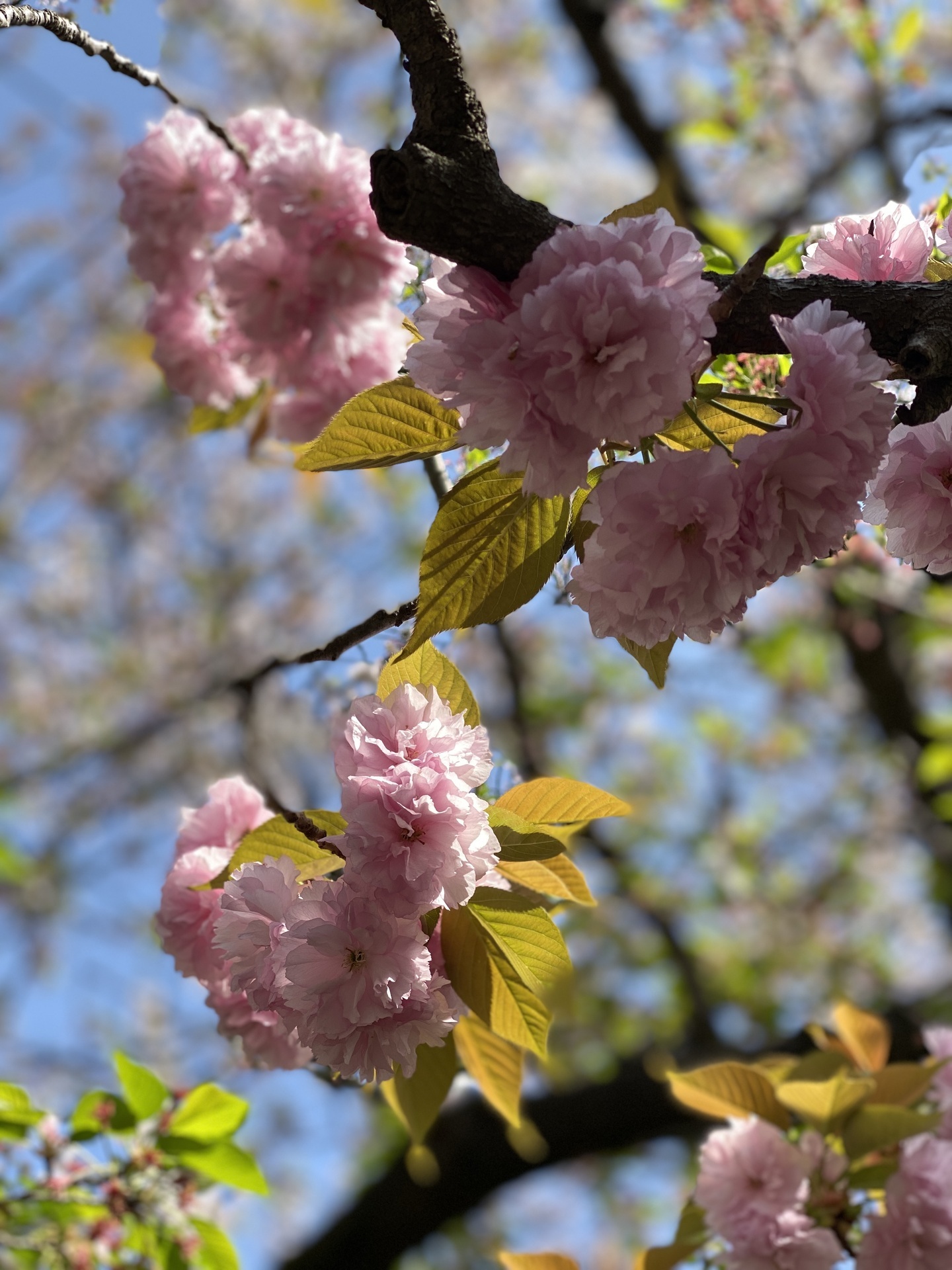 シュナップショット 2024春: 東京西山手白犬 アンジ