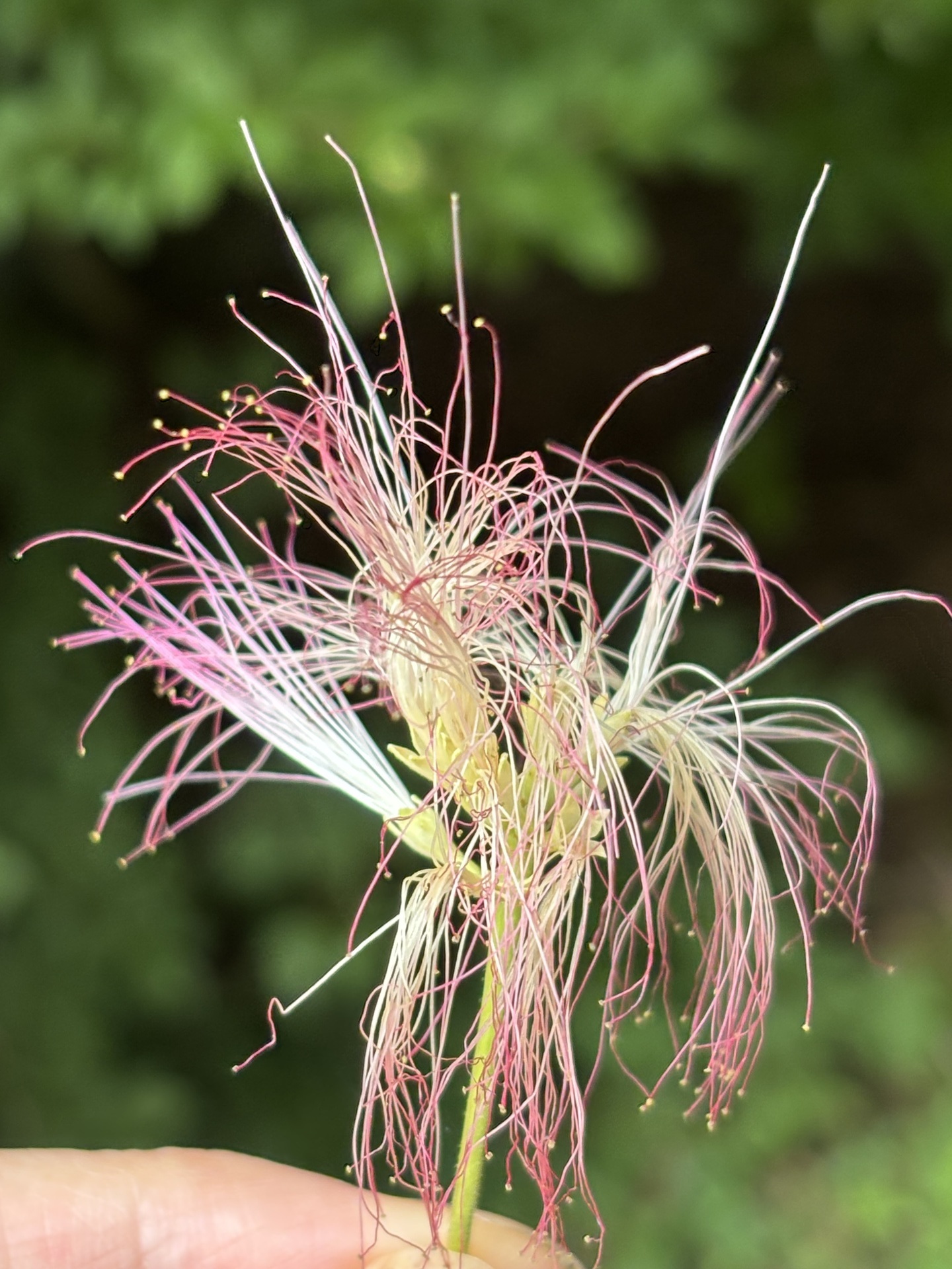 7月 庭の様子: 東京西山手白犬 アンジ